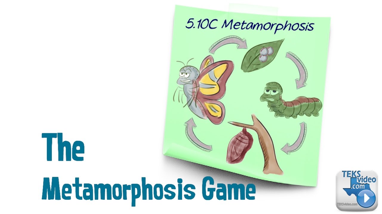 5.10C Metamorphosis Game - YouTube