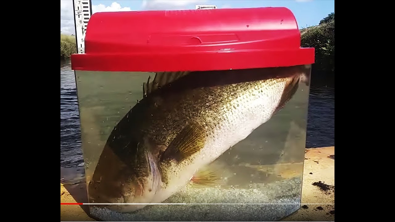 The perfect home for this largemouth bass. - YouTube