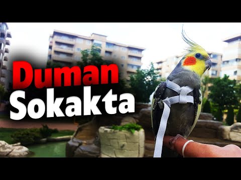 Duman İlk Defa Sokağa Çıktı - Sultan Papağanı ile Sokağa Çıktık