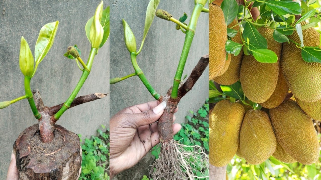 Nice Jackfruit Tree Propagation | How To Grow Jackfruit With Coconut ...