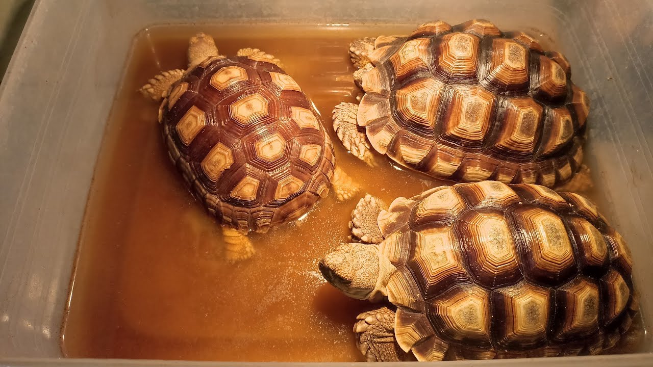 Ramuan Untuk Merendam Kura Darat Sulcata Tortoise - YouTube