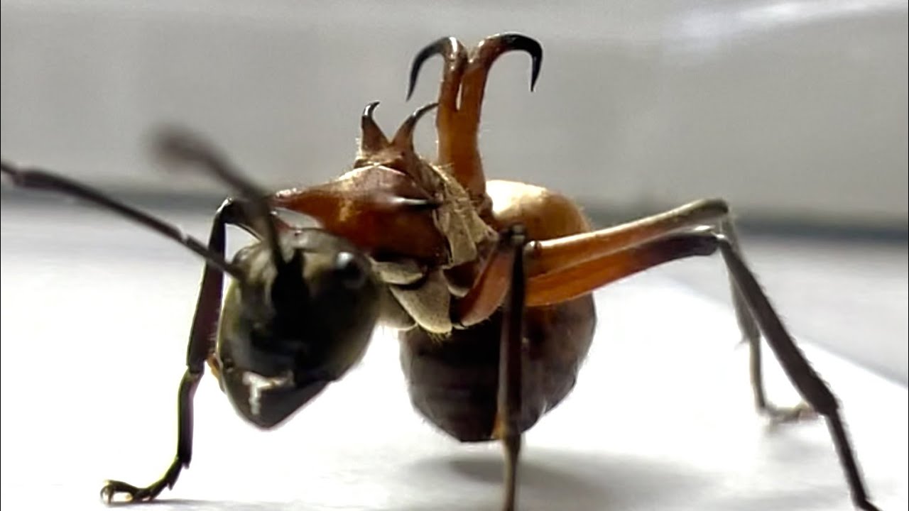 The ants with hooks are amazing!【Polyrhachis bihamata】 - YouTube
