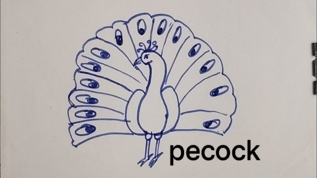 How to draw a pecock 🦚🦚||pecock drawing||very easy||art video - YouTube