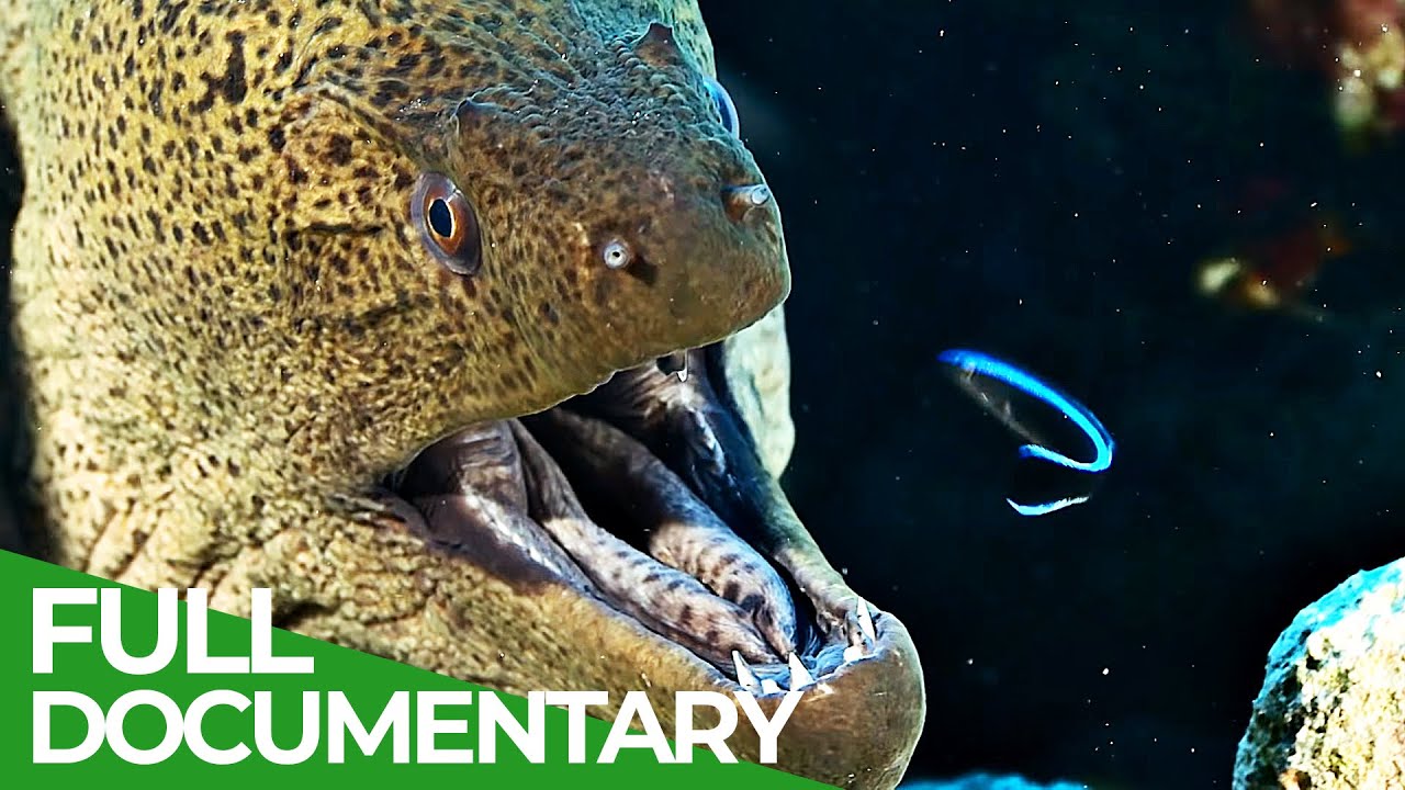 Animal's Super Senses - Taste & Smell | Free Documentary Nature - YouTube