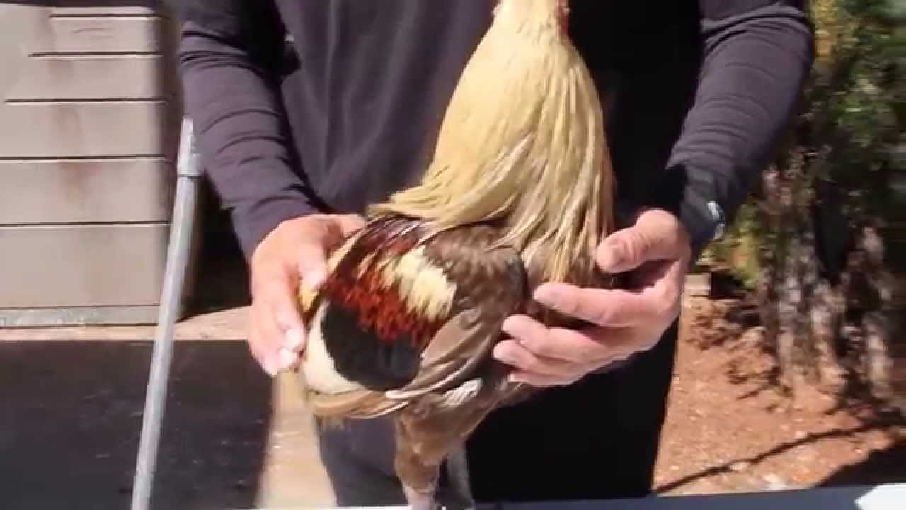 The Tokong Chicken from Hawaii - YouTube