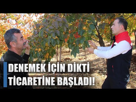 Denemek İçin Bahçesine Dikti Ticaretine Başladı / AGRO TV HABER