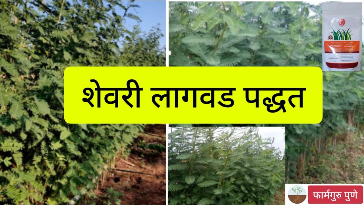 शेवरी लागवड पद्धत | Shevri Sowing Process | शेळी पालन चारा |Green ...