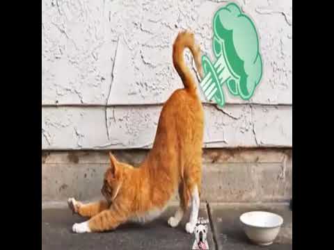 😂😂TRY NOT TO LAUGH - Cats And Dogs Reaction To farting😂😂