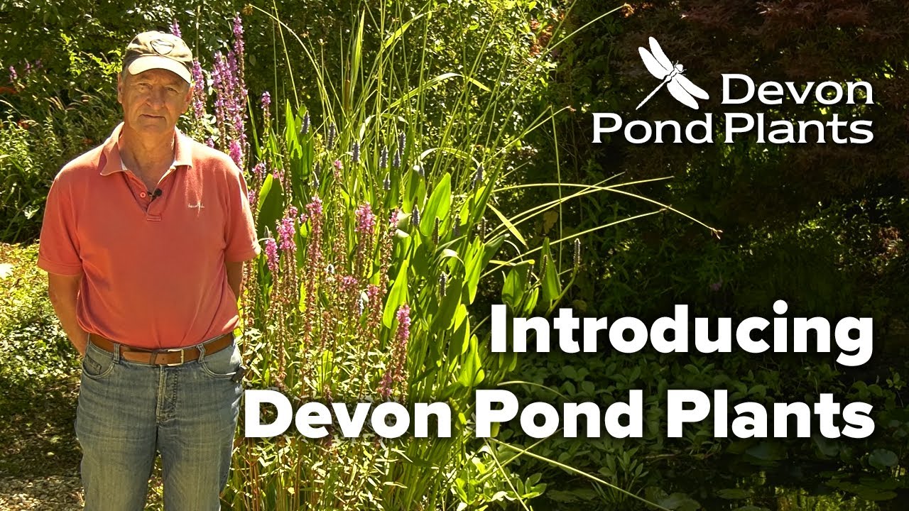 Introducing Devon Pond Plants - YouTube