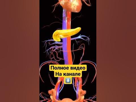ТОП 6 супер продуктов для Поджелудочной железы! #поджелудочнаяжелеза ...