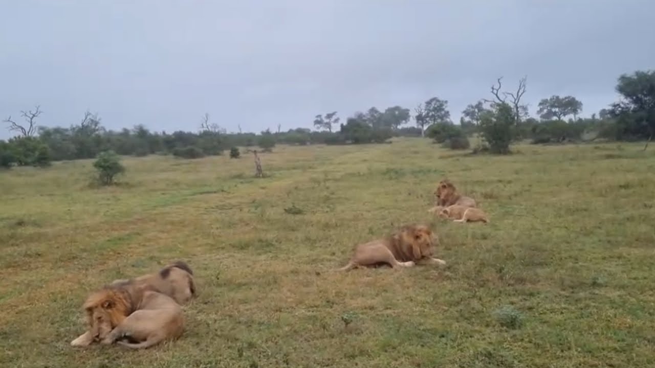 Kambula Male Lions with Sister Sighting | Mapogos Great Grandsons | 6 ...