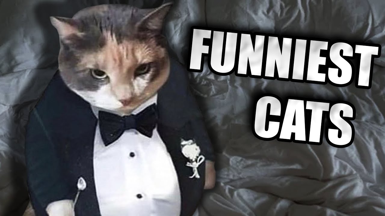 😹 Funniest Cats Ever! Try Not to Laugh – Ultimate Cat Compilation 2025 - YouTube