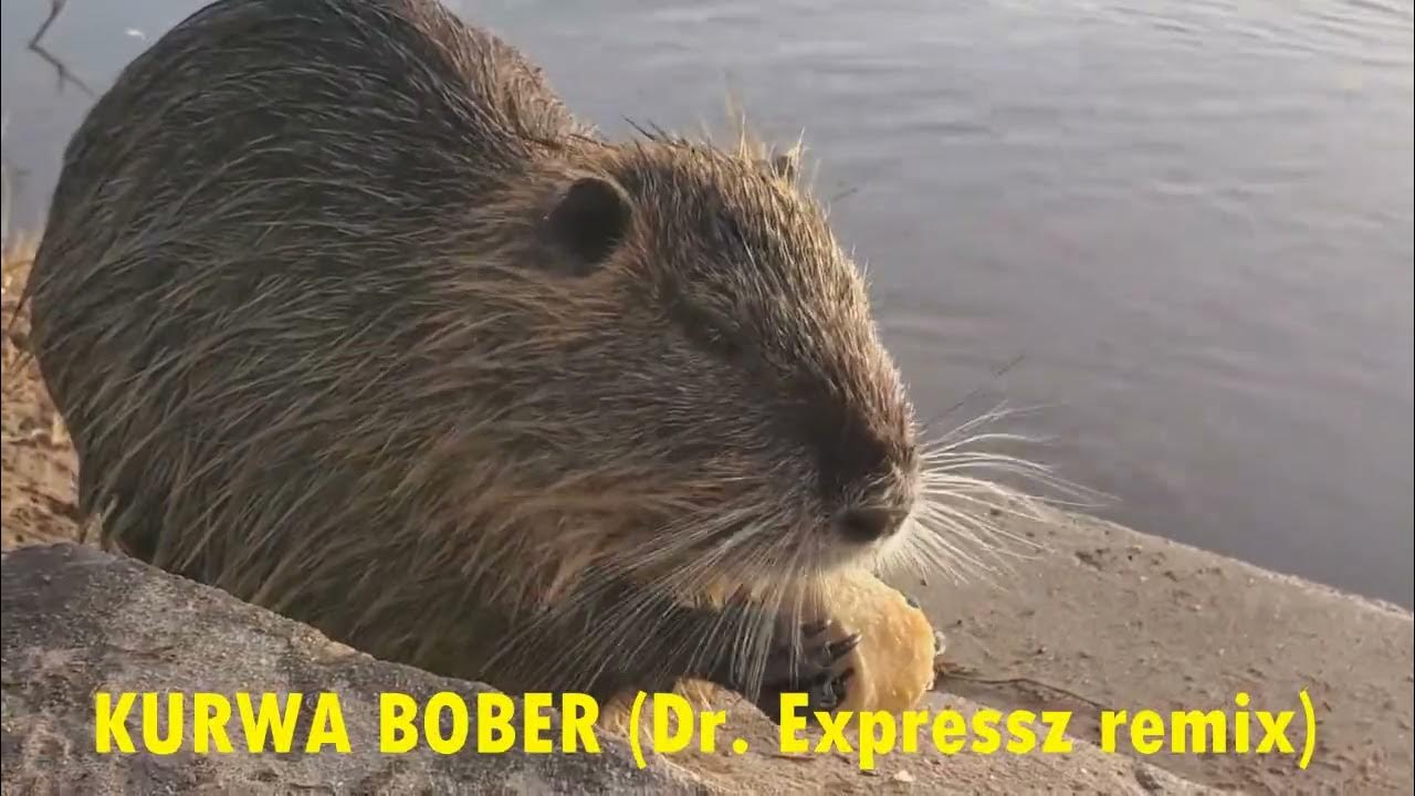 KURWA BOBER (Dr .Expressz remix) FULL VERSION - YouTube