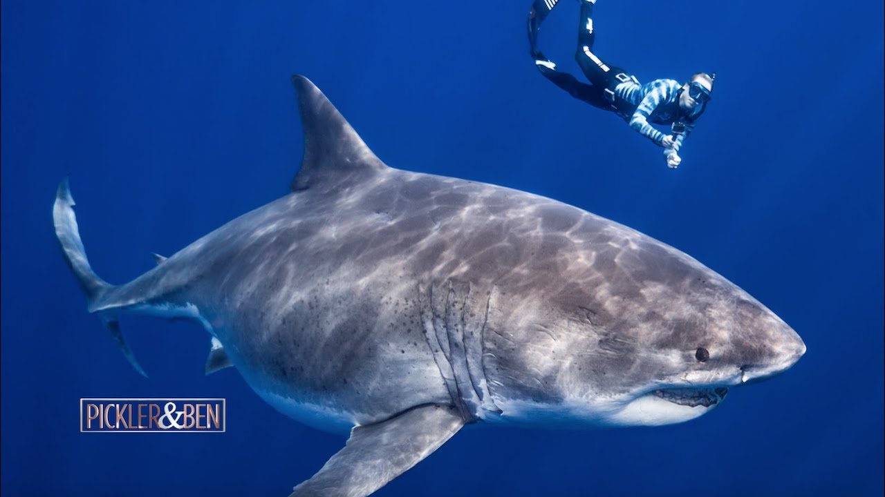 Meet the Woman Who Loves to Swim with Sharks - Pickler & Ben - YouTube