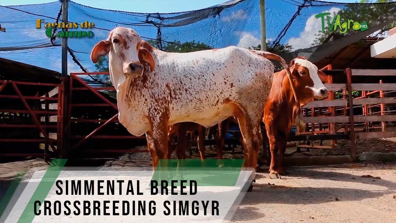 Simmental breed crossbreeding Simgyr - YouTube