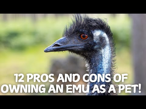 12 Pros and Cons of Owning an Emu as a Pet!🐦