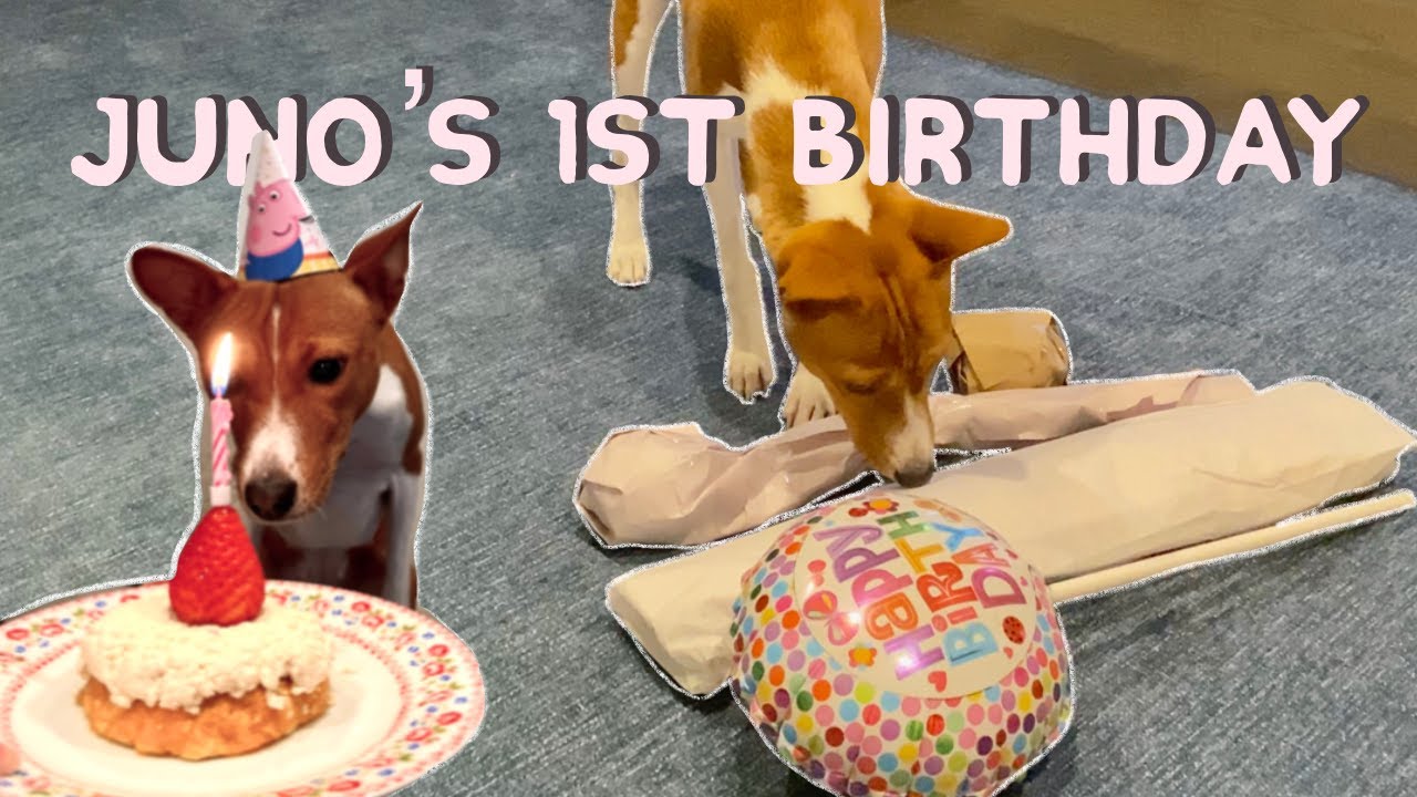 Basenji Juno's 1st birthday! | vlog - YouTube