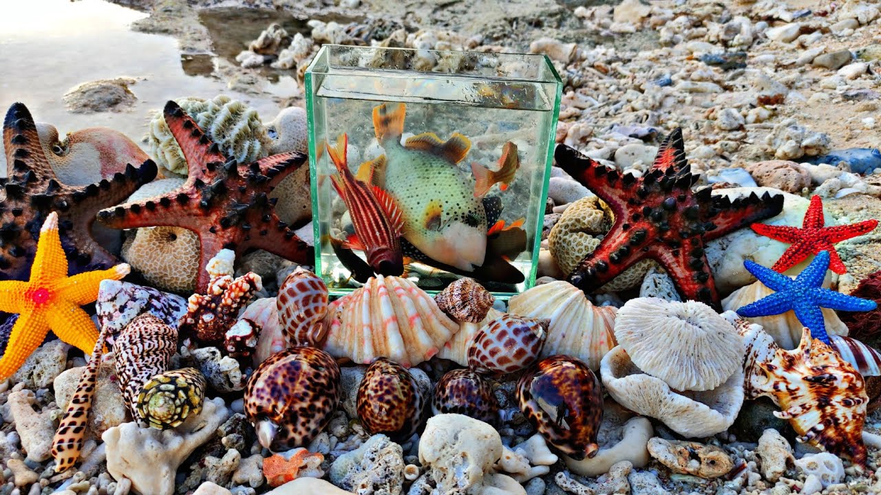Wow Seru Mencari kelomang super Raksasa,ikan Hias laut,Bintang laut ...