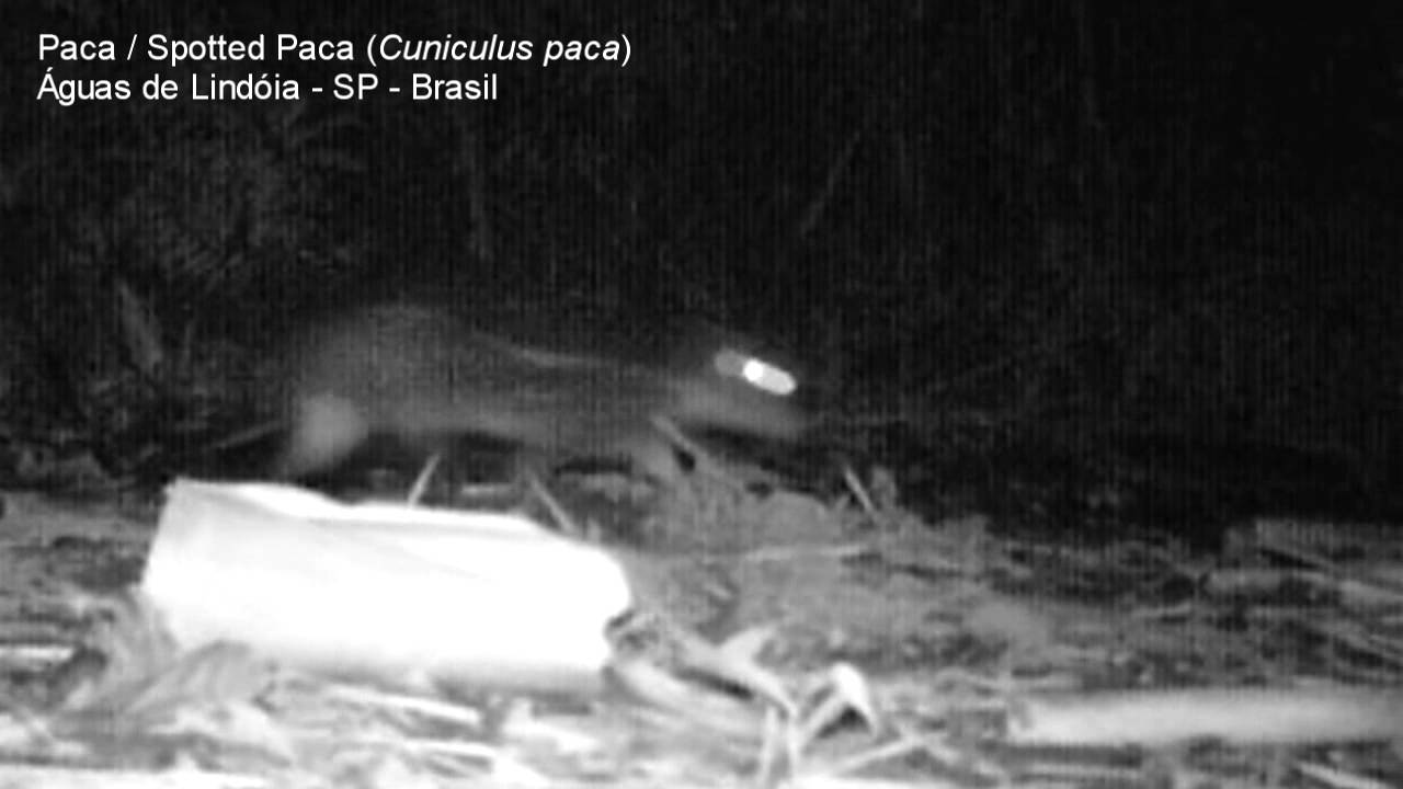 Paca / Spotted Paca (Cuniculus paca) - YouTube