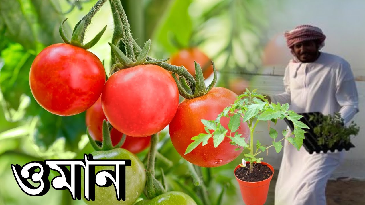 ওমানের মরুভূমিতে কৃষি কাজে বাংলাদেশীদের অভাবনীয় সাফল্য // Tomato ...