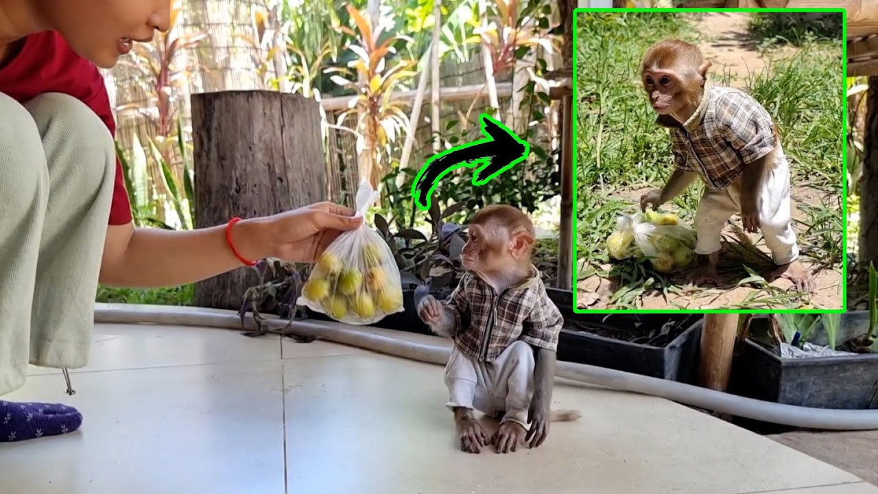 Funny Monkey Turn Left & Right Seeing No One There So Secure to take ...