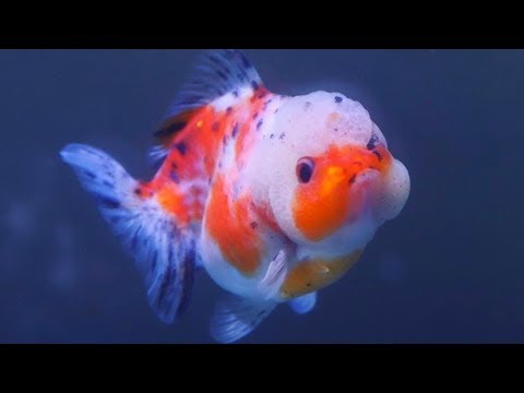 Goldfish Scales Falling Off/ Peeling Off - YouTube