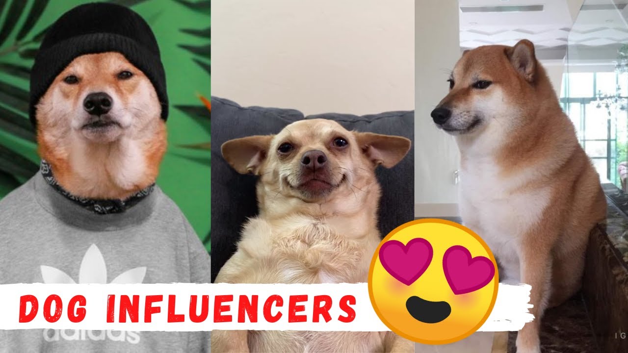 Top 4 Most Popular Dog Influencers! - YouTube