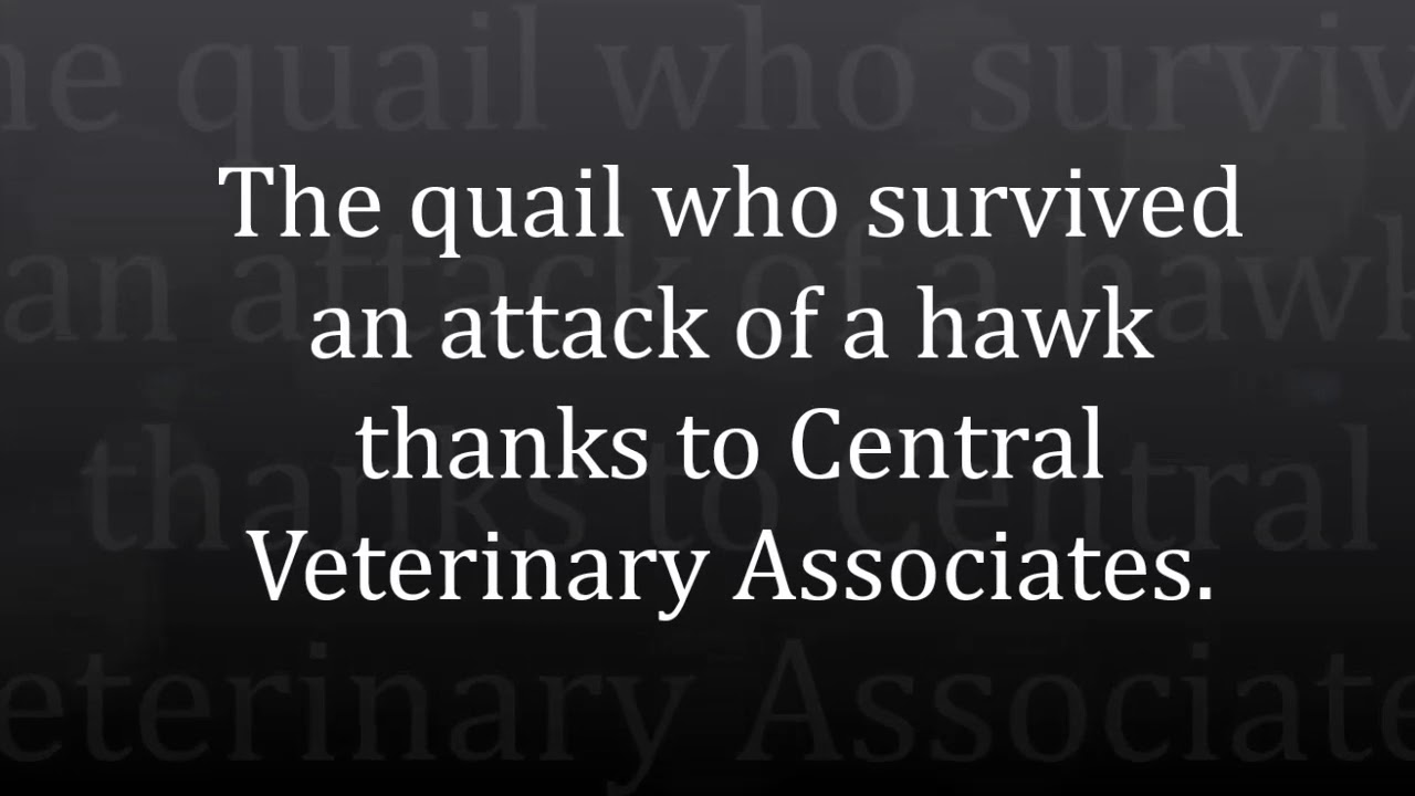 The Dancing Quail in te City (Piojito Bailando) - YouTube