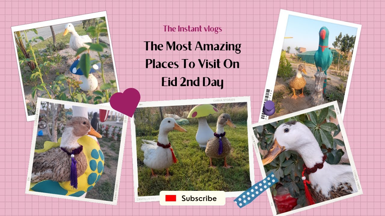 With Ducks we visit a beautiful place |DUCKS| | A beautiful scenery ...