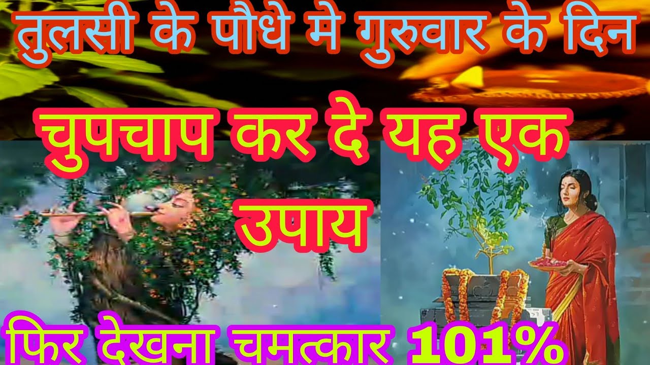 गुरुवार के दिन तुलसी के पौधे मे कर दे यह एक उपाय फिर देखे चमत्कार , 101 ...