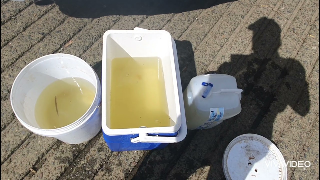 Catching Poddy Mullet & Tips To Keep Them Alive. - YouTube