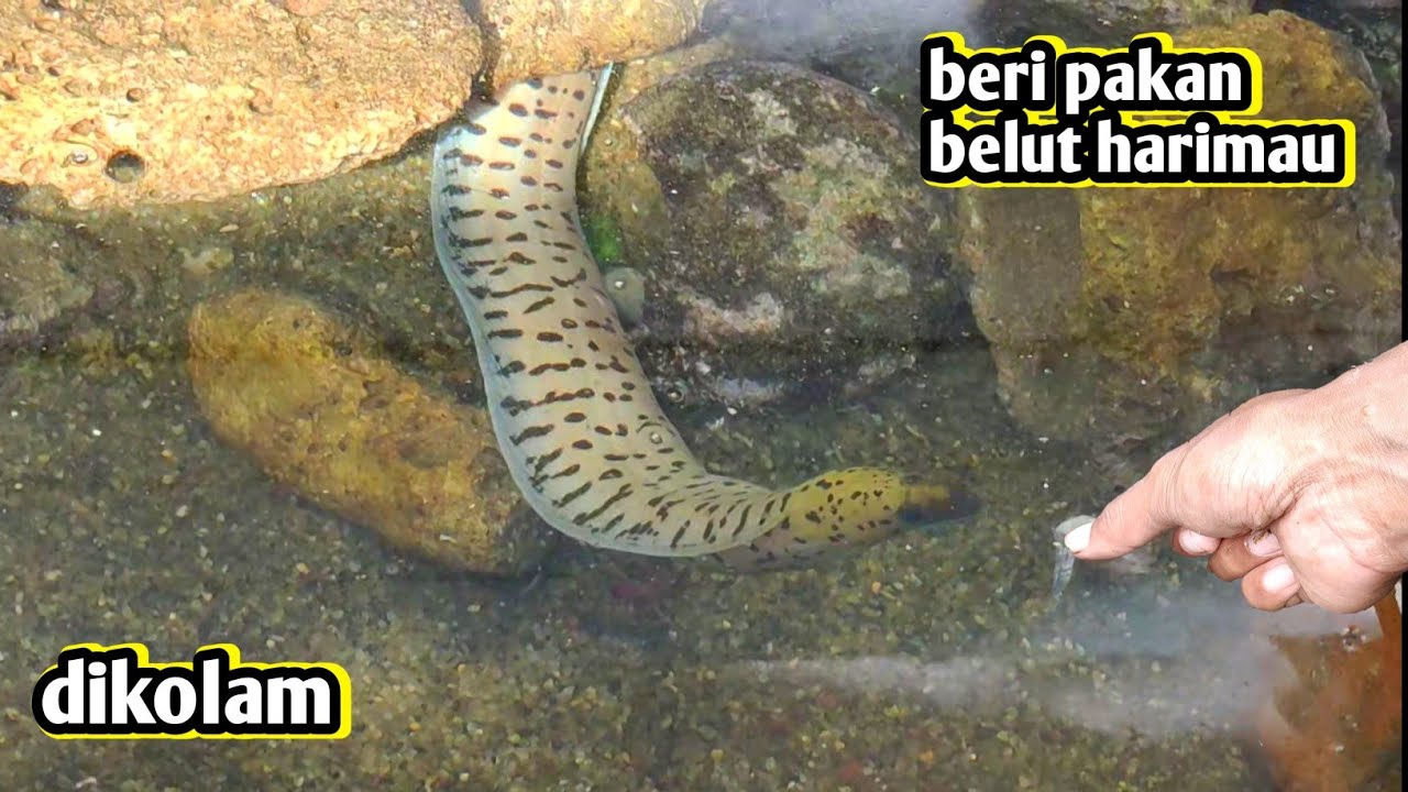 ngasih pakan belut harimau dikolam - YouTube