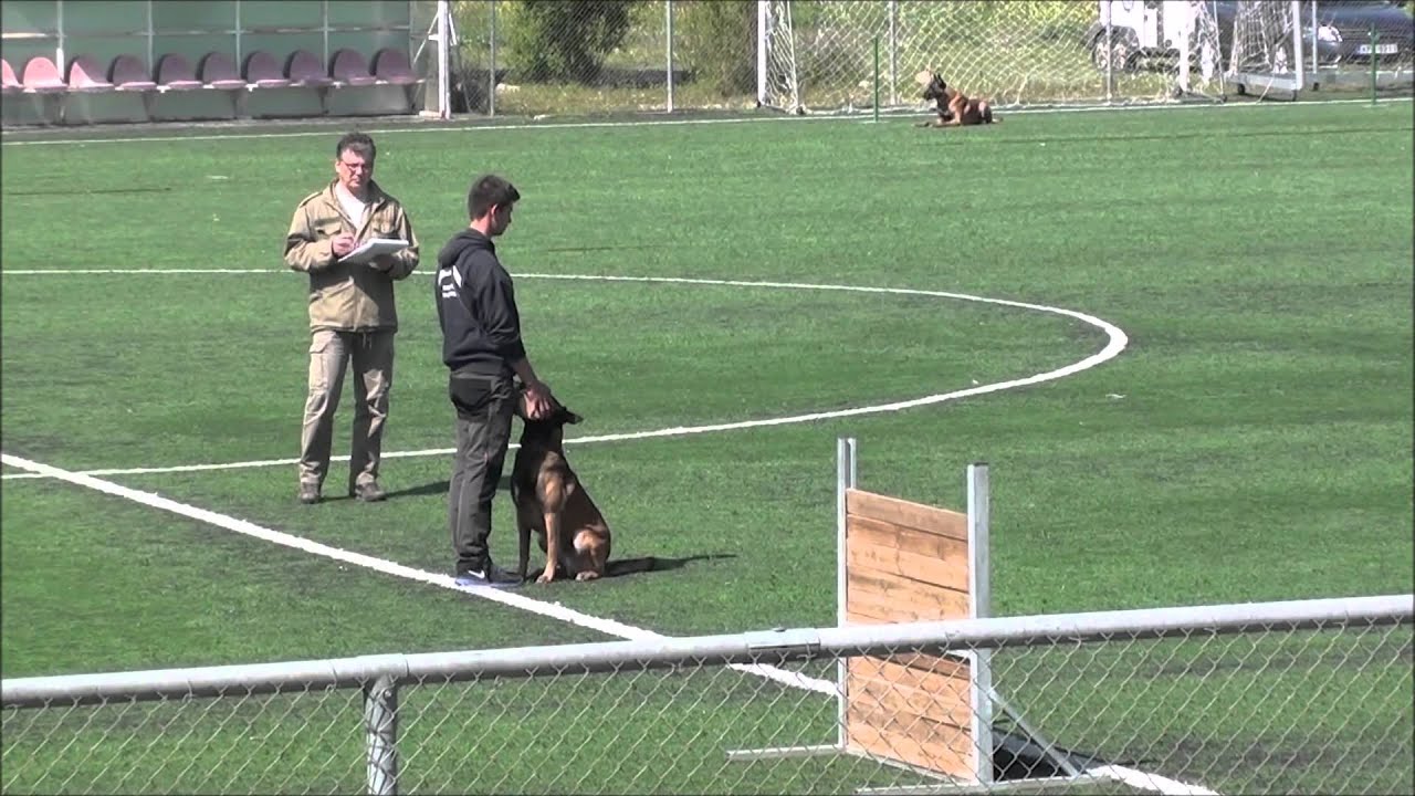 veranis k9 center - YouTube
