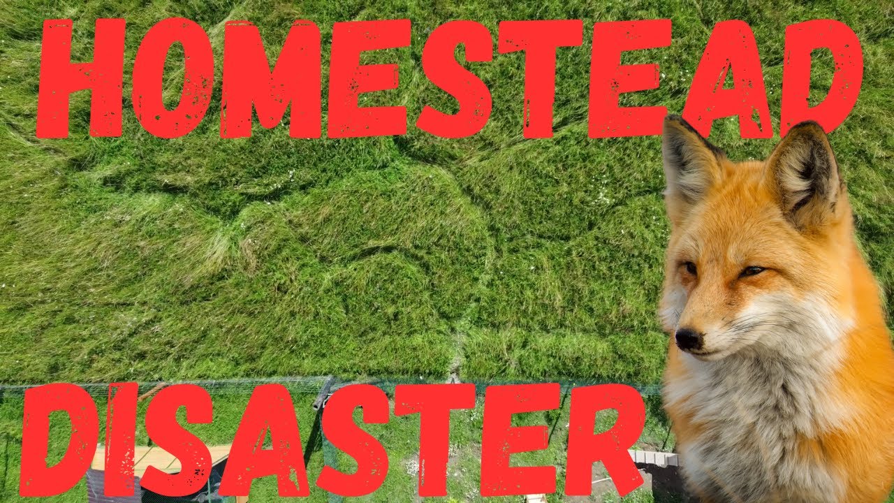The Not So Fantastic MR Fox - YouTube