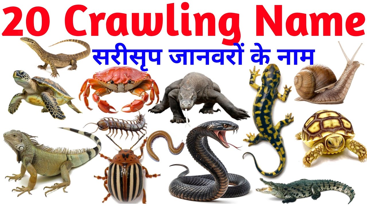 15 Crawling Animals for Kids | Real Bugs, Reptiles & Insects with Names ...
