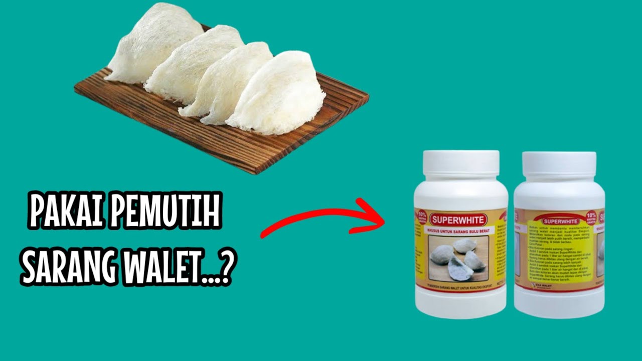 Pakai OBAT Pemutih SARANG WALET harga sarang jadi SELANGIT... - YouTube