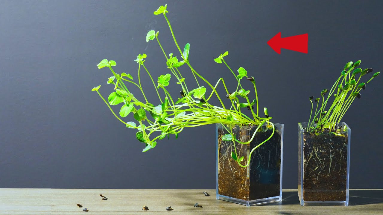 Changing Direction of Light During Plant Growth Time Lapse Positive ...