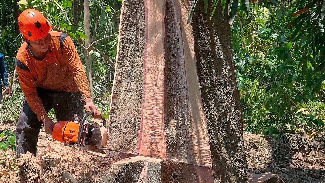 Dangerous ‼️This tall albasia tree must be felled in the opposite ...