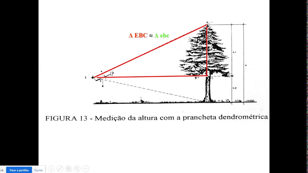 Altura das árvores - Métodos Indiretos baseados em príncipio geométrico ...