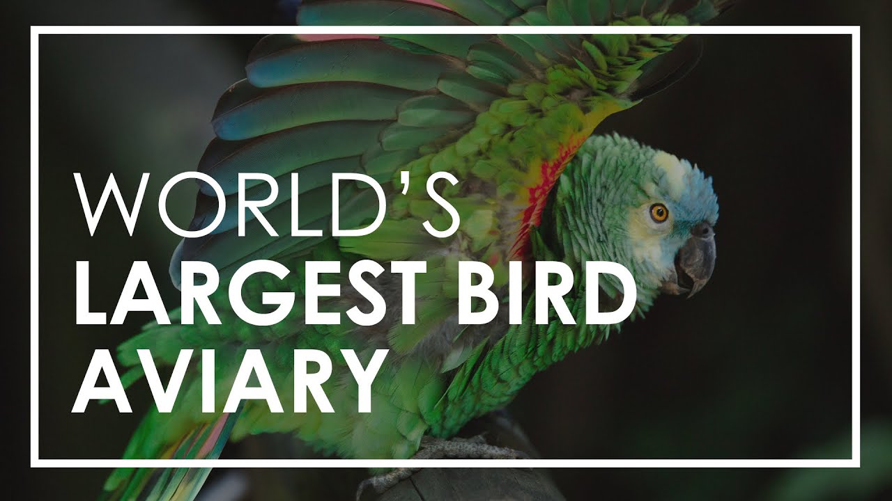Birds of Eden - World’s Largest Free Flight Bird Aviary | Rhino Africa ...