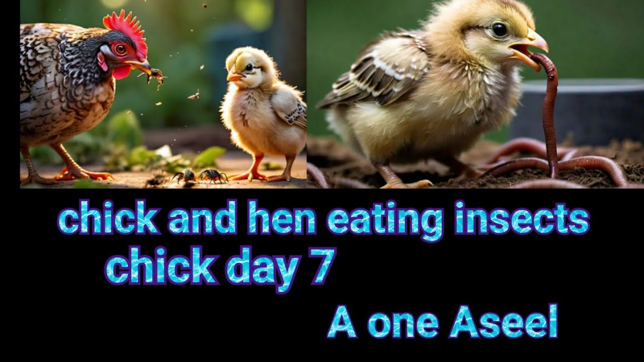 chick and hen eating insects - chick day 7 - Aone aseel- youtube - YouTube