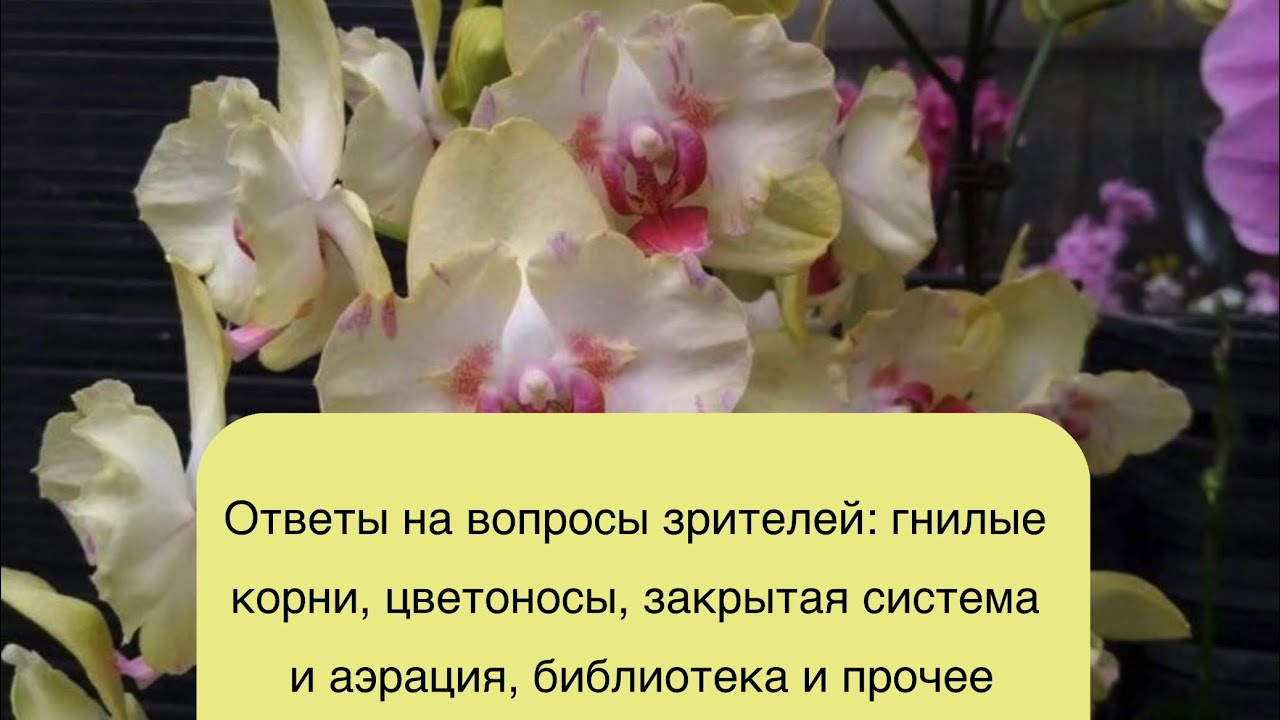 Обо всём понемногу: ответы на вопросы зрителей! - YouTube