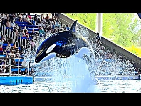 Orca encounter at SeaWorld San Antonio - YouTube