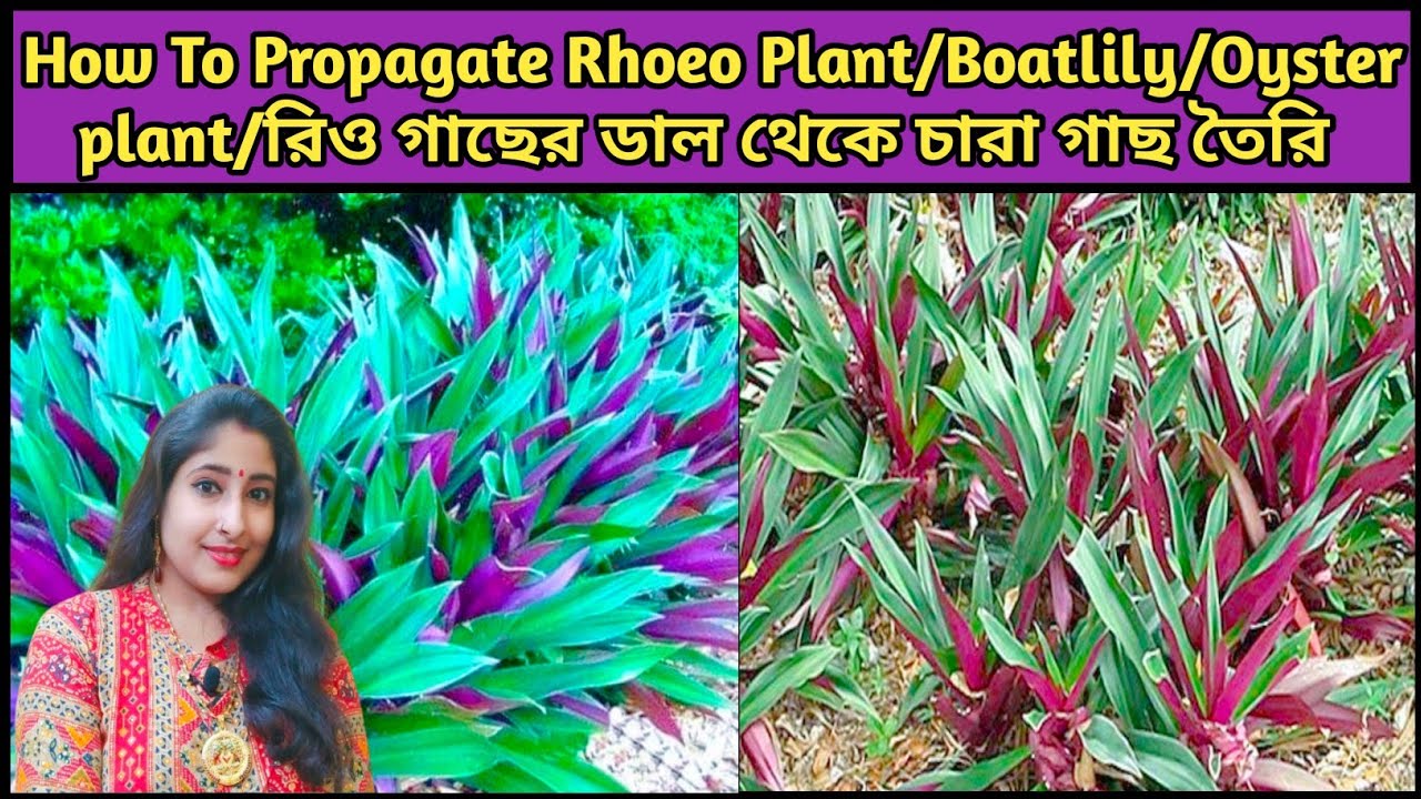 How to Propagate Rhoeo plant | propagation of Rhoeo plant | rhoeo plant ...