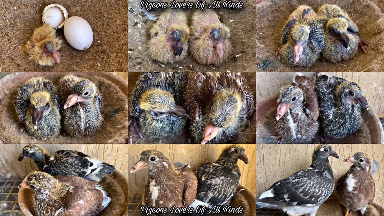 Growth Stages / Pigeons - YouTube
