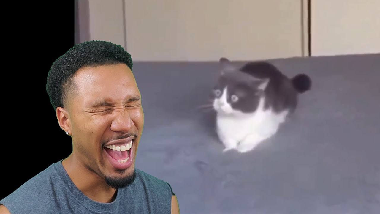 That Cat's Stressed! | New Tony Baker Voiceovers | Reaction - YouTube