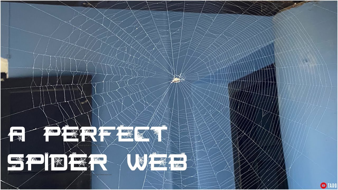 World's Most Perfect Spider Web [4K] - YouTube