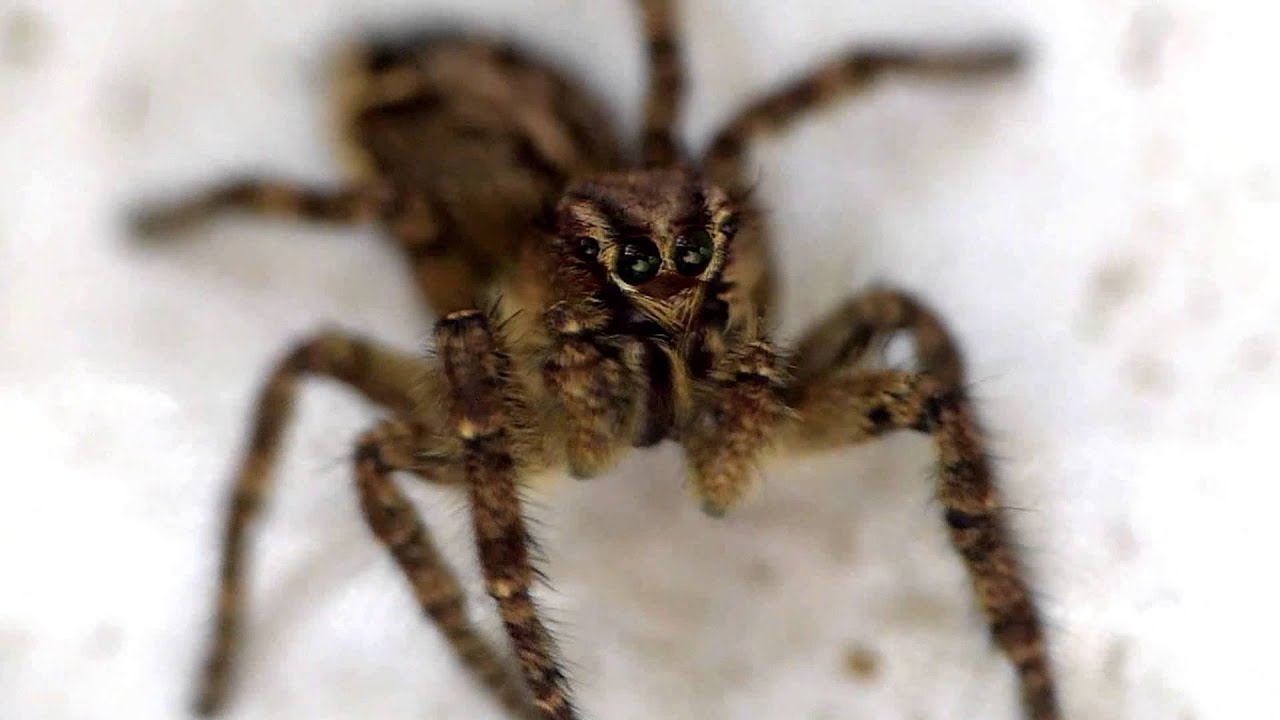 Plexippoides Jumping Spider on Guardrail マダラスジハエトリ♂亜成体（蜘蛛）＠ガードレール - YouTube