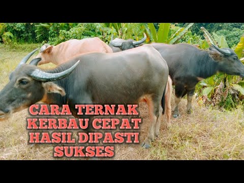 CARA TERNAK KERBAU CEPAT HASIL UNTUK PEMULA - YouTube