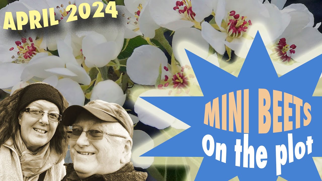 MINI BEETS #1 | On the Plot | APRIL 2024 - YouTube